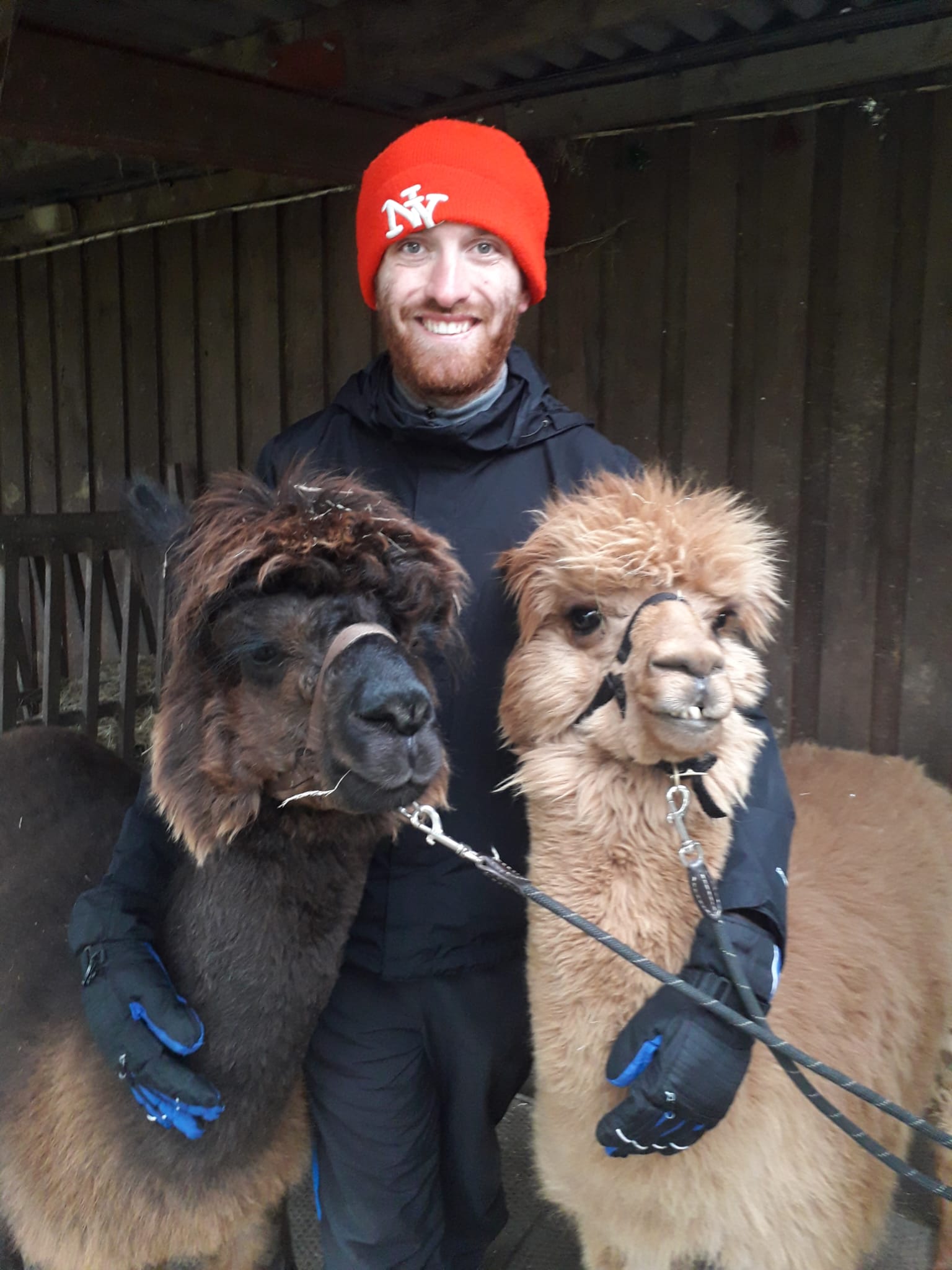 Events: White Peak Alpaca Farm - I AM