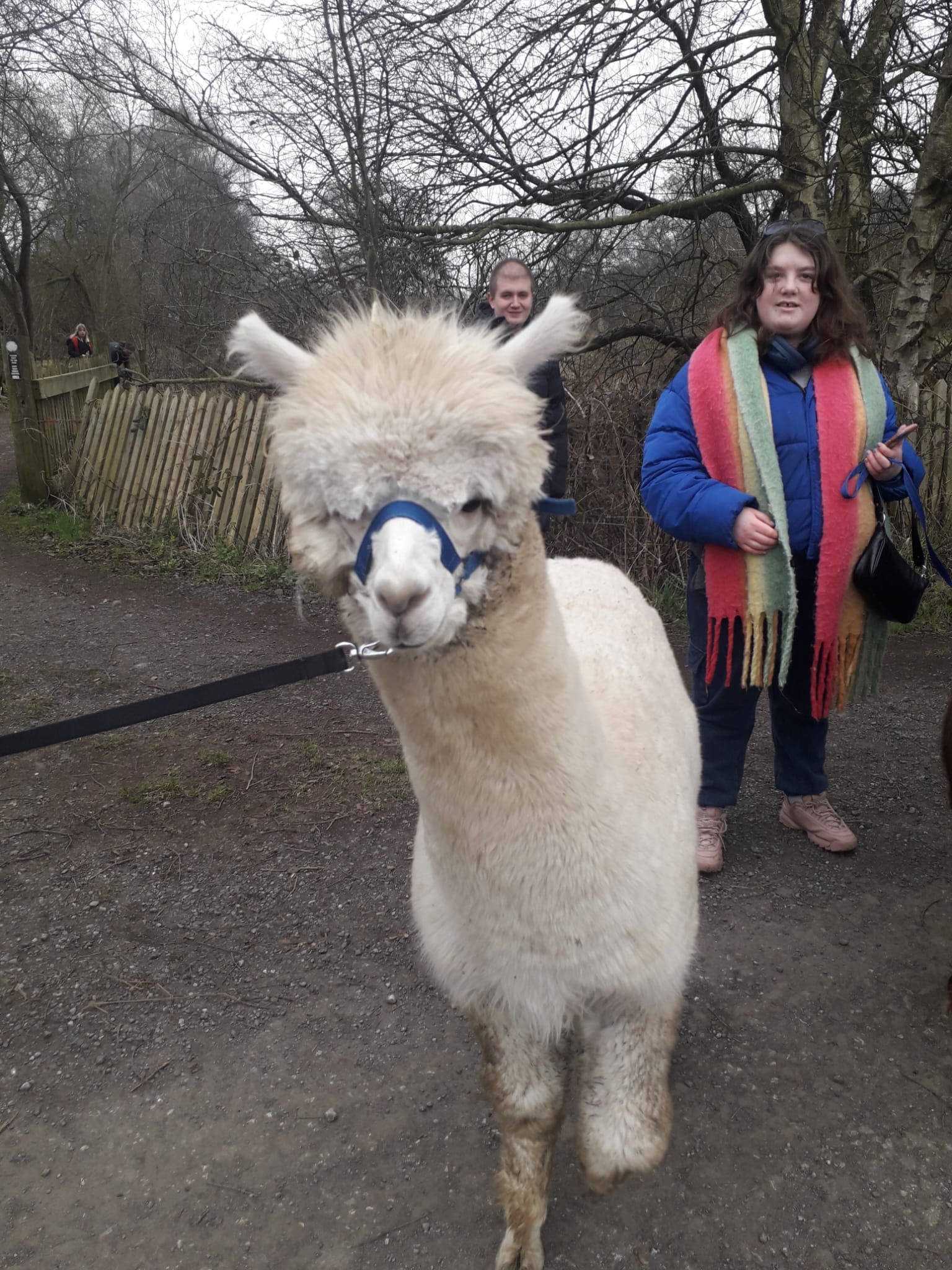 Events: White Peak Alpaca Farm - I AM